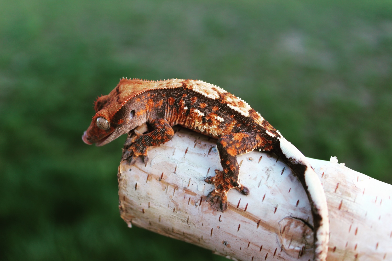 High Expression Tri Color Crested Gecko by Keys Geckos - MorphMarket