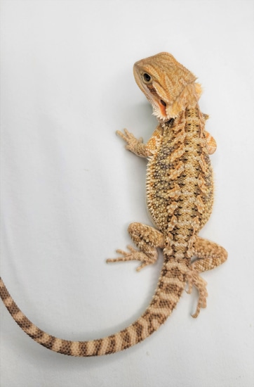 Citrus Tiger Central Bearded Dragon by Keystone Dragons