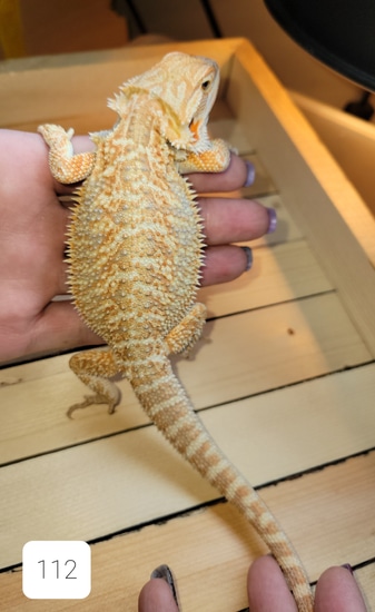 Hypo Citrus Tiger Blue Bar / Het Witblit Central Bearded Dragon by ...
