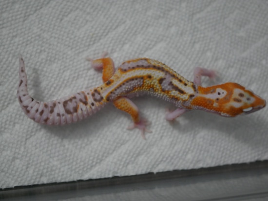 Tsm W/y Tangerine Gem Snow Bell Albino Leopard Gecko by KFGeckos