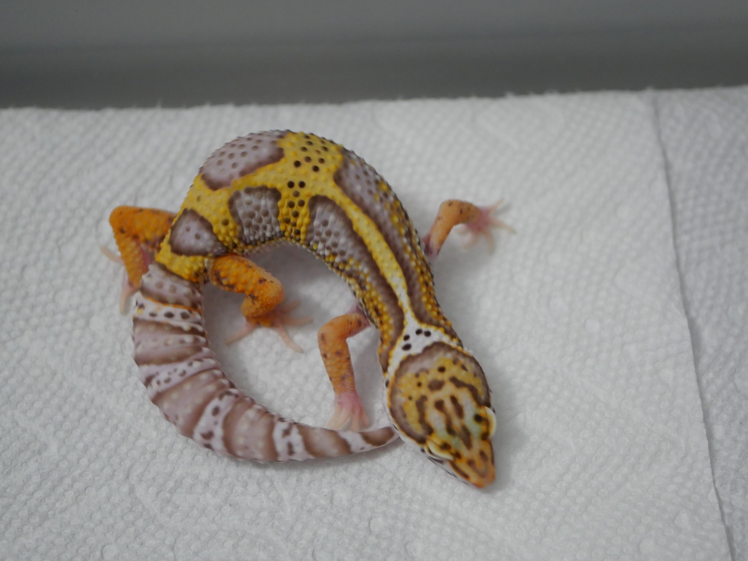 Tsf W/y Gem Snow Bell Albino Leopard Gecko by KFGeckos - MorphMarket