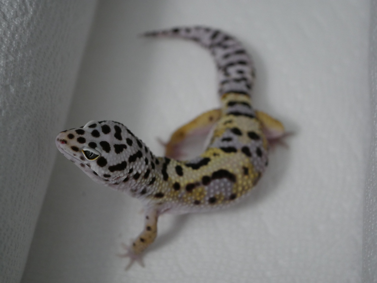TSM GEM SNOW No Known Hets Leopard Gecko by KFGeckos - MorphMarket