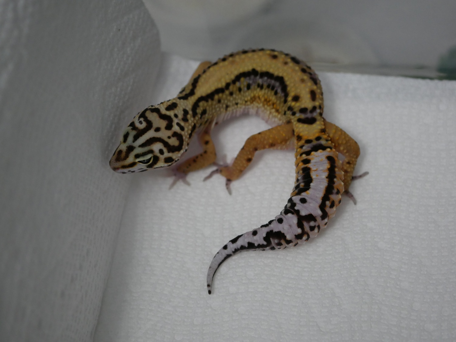 TSF-Black Night Mandarin Tangerine X Bold Stripe Leopard Gecko by ...