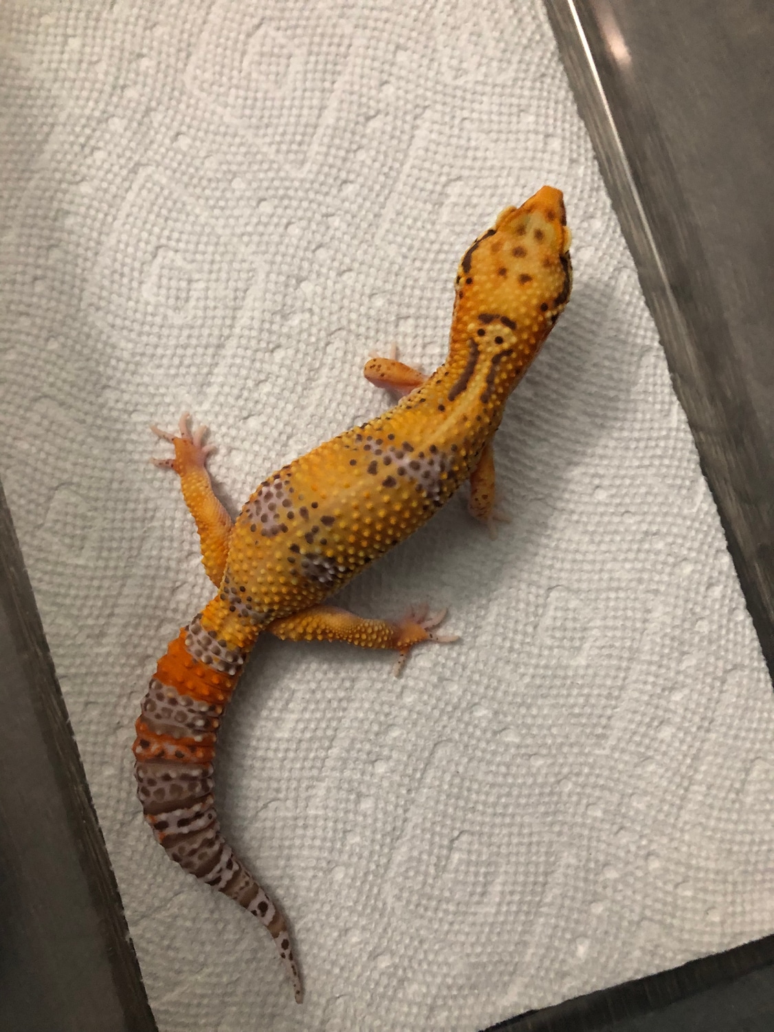 TSM Tangerine Bell Albino Leopard Gecko by KFGeckos - MorphMarket