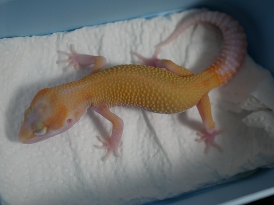 TSM Giant Raptor Leopard Gecko by KFGeckos