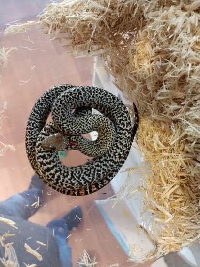 Pair Granite Line Mex Mex San Luis Potosi Kingsnake by KP Exotics
