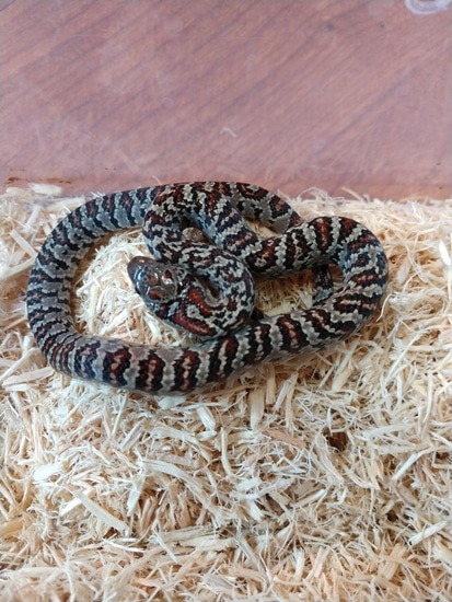 Female Granite Mex Mex San Luis Potosi Kingsnake by KP Exotics