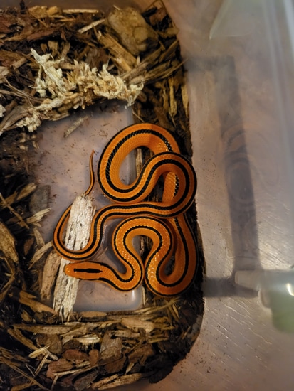 Coxi Pair Bamboo Rat Snake by KP Exotics