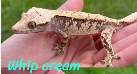Breeding Pair Crested Gecko by Small City Cresteds