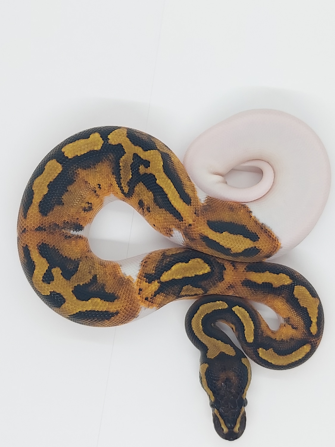 Low White Female Ball Python by Fromer Reptiles - MorphMarket