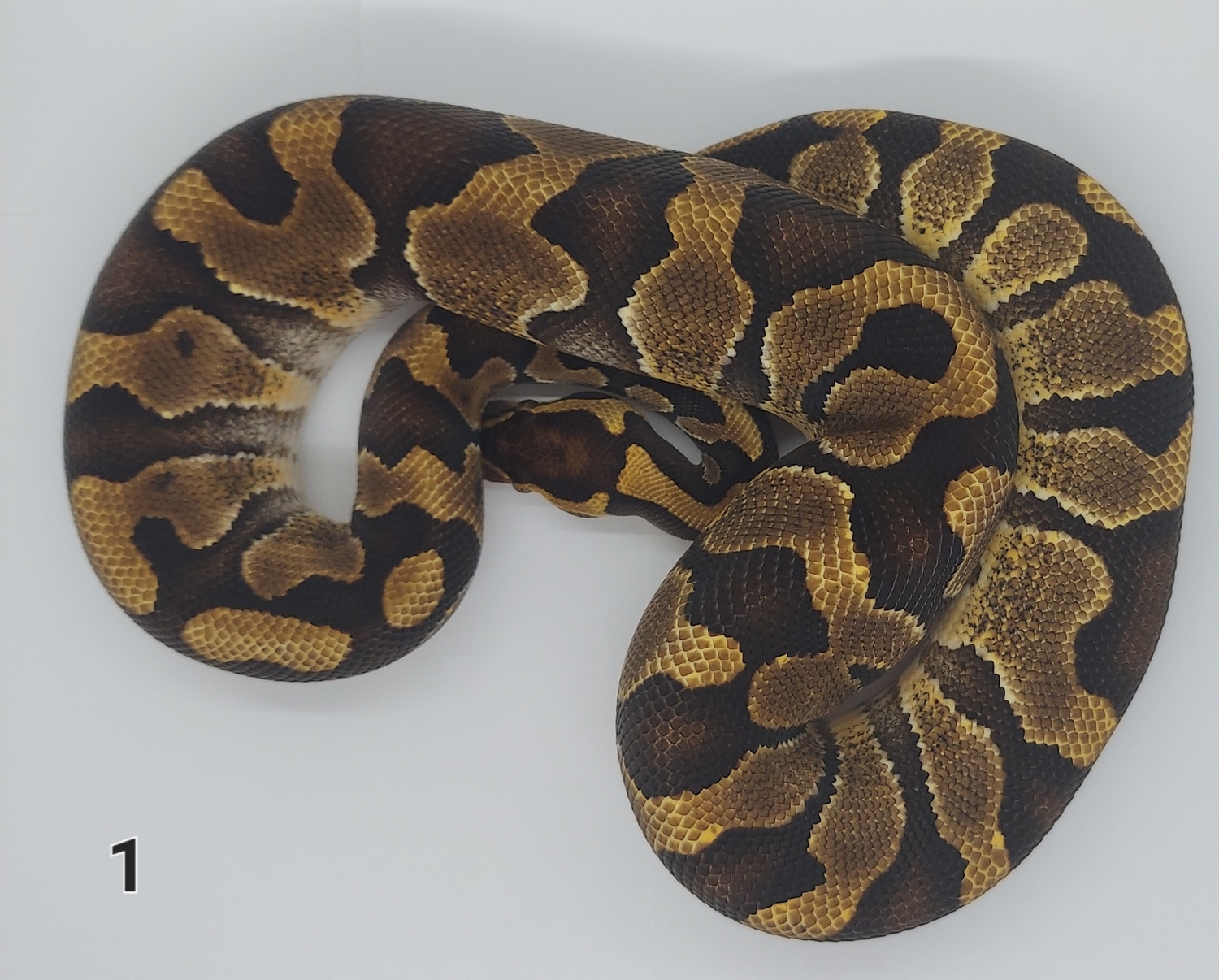 Enchi Yellowbelly Or Asphalt Het Albino Ball Python by Fromer Reptiles ...
