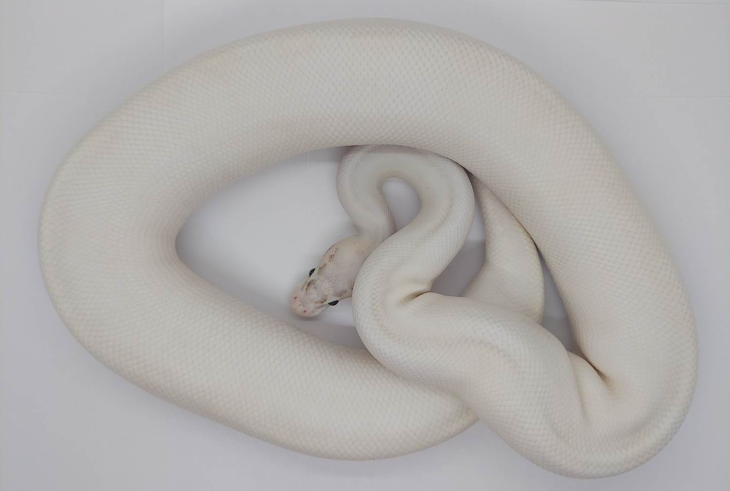 Pastel Enchi Ivory, Free Shipping! Ball Python by Fromer Reptiles - MorphMarket