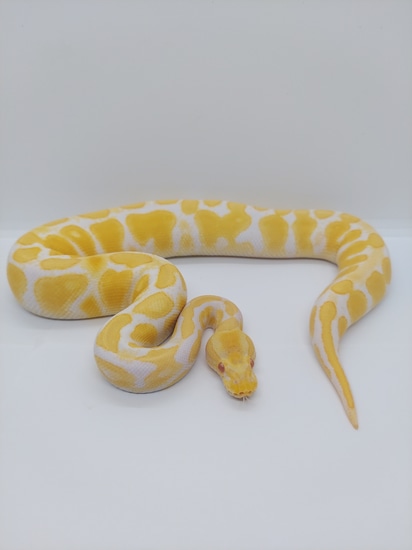 Yellowbelly Albino Ball Python by Fromer Reptiles