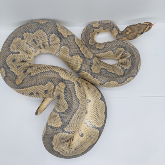 Proven Male Hypo Clown Ball Python by Fromer Reptiles