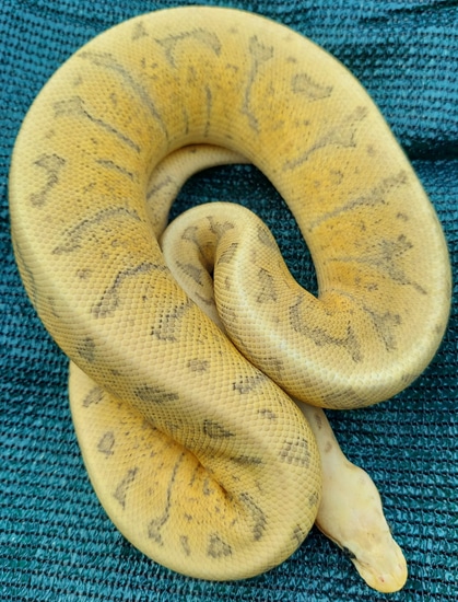 Hypo Spinner Blast GHI Chocolate Vanilla Ball Python by Fromer Reptiles