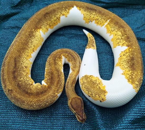 ODYB Pinstripe Pied Ball Python by Fromer Reptiles