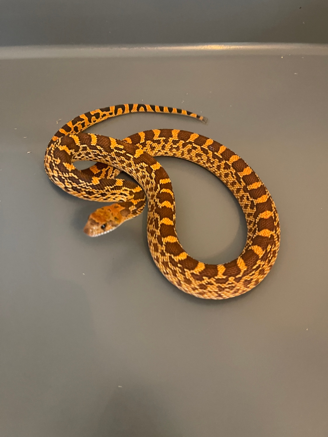 Red (Parents Were Kingsville X Extreme Red) Bullsnake by KG ...