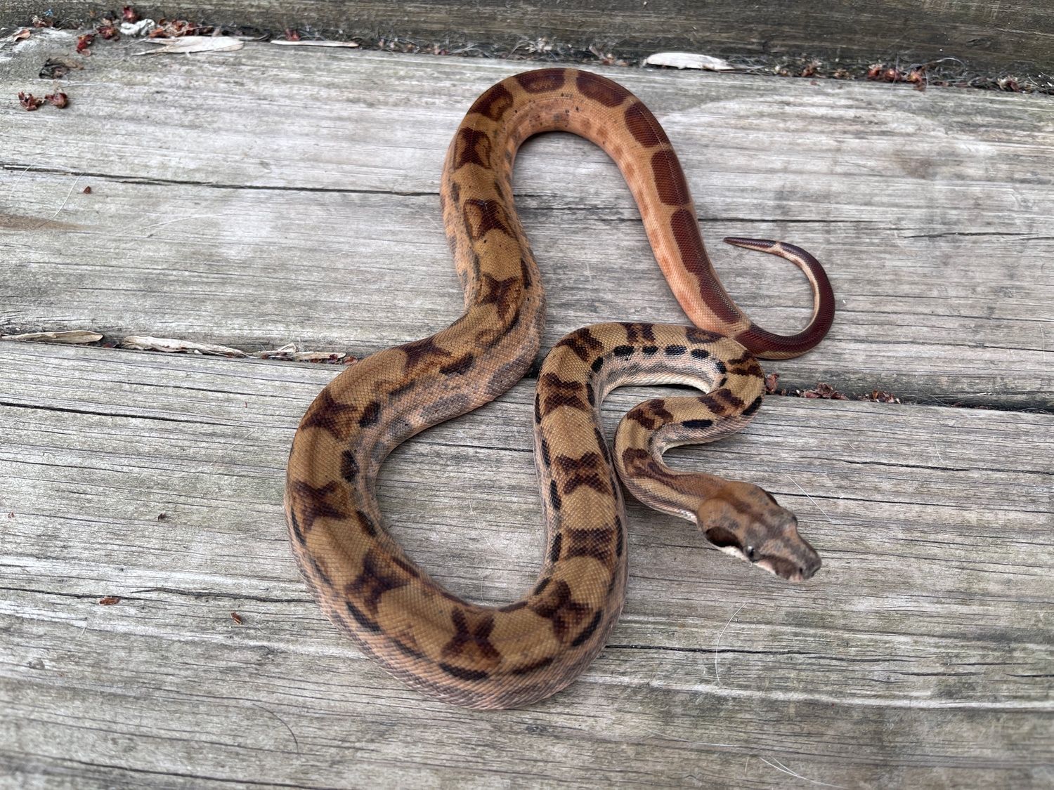 Hypo Jungle Motley Het Blood Boa Constrictor by KG Constrictors ...
