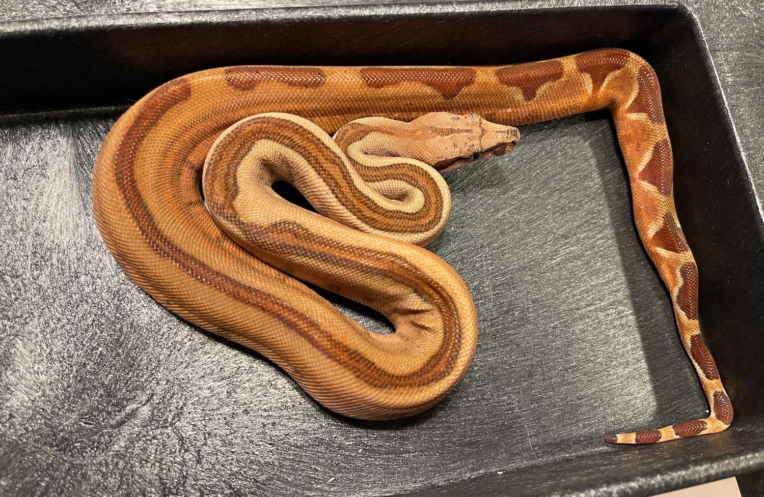 Hypo Jungle Het Blood Boa Constrictor by KG Constrictors - MorphMarket