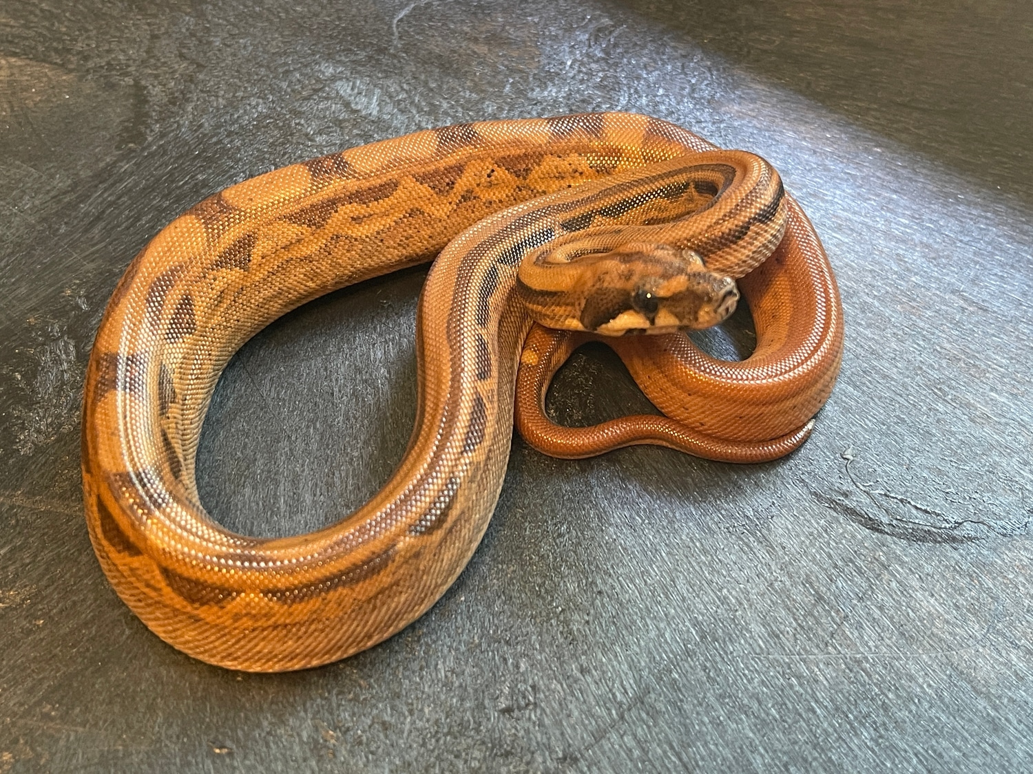 Salmon Hypo Blood Motley Boa Constrictor by KG Constrictors - MorphMarket