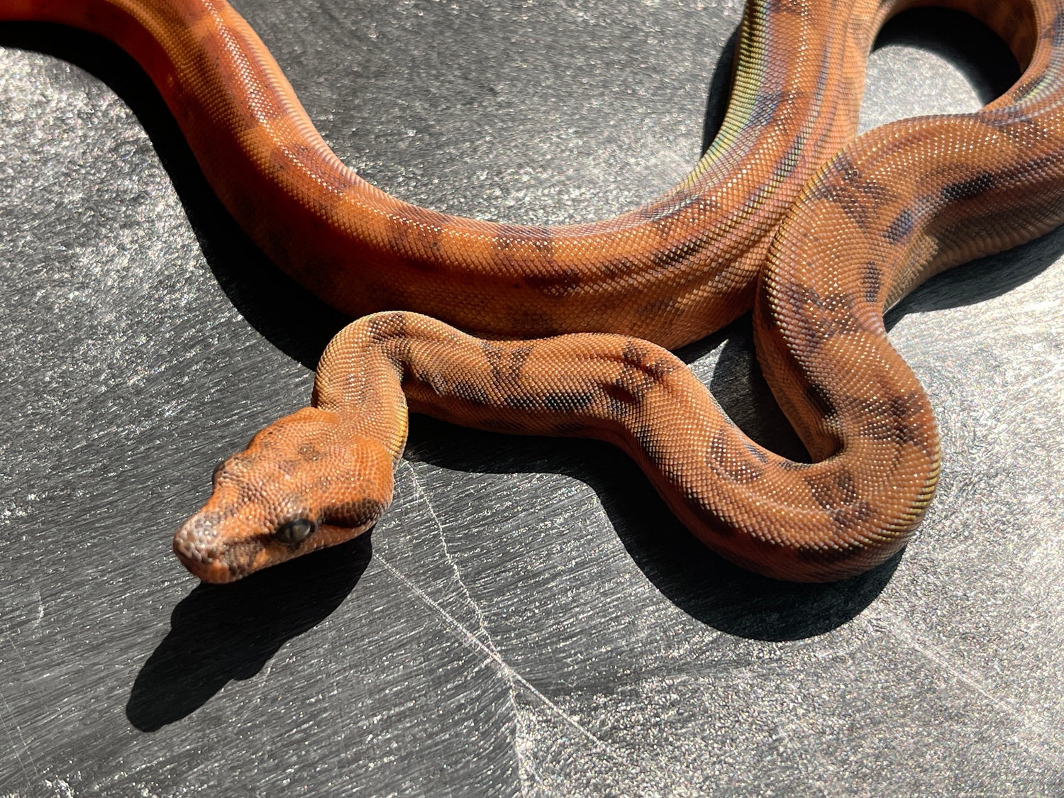 Salmon Hypo Blood Motley Boa Constrictor by KG Constrictors - MorphMarket