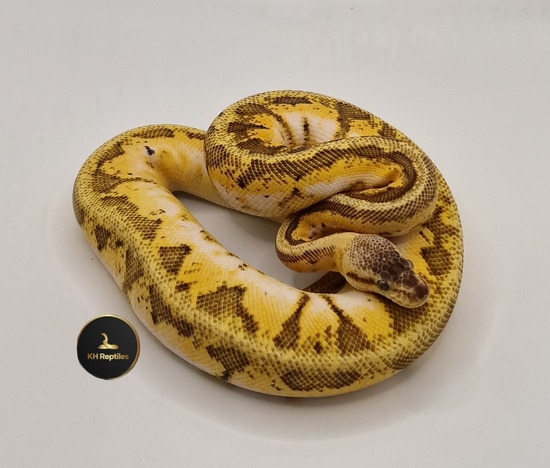 Lemon Blast Enchi Sugar Ball Python by KH Reptiles