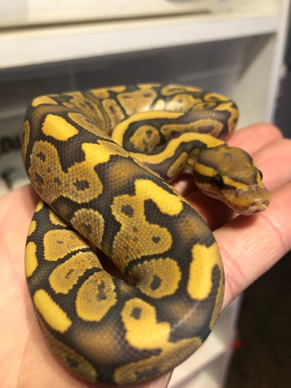 Orange Ghost Ball Python by K&R Reptiles