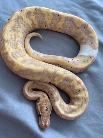 Black Pastel Banana Pied Ball Python by K&R Reptiles