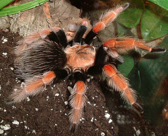 4”+ FEMALE Mexican Fire-leg (Brachypelma Boehmei) Tarantula by Khaveman ...