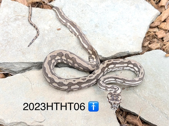 Tiger Pure Coastal Coastal Carpet Python by Kyle Harper