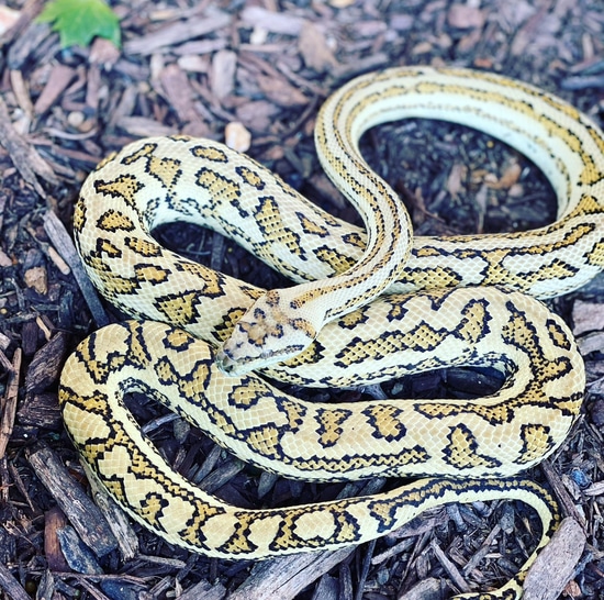 Hypo Tiger Coastal Proven Breeder Coastal Carpet Python by Kyle Harper