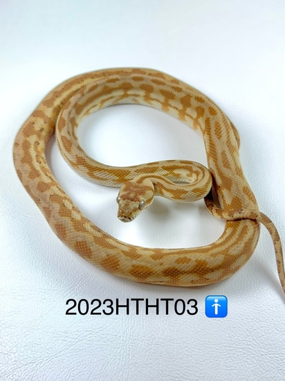 Probable Super Hypomelanistic Pure Coastal Carpet Python by Kyle Harper