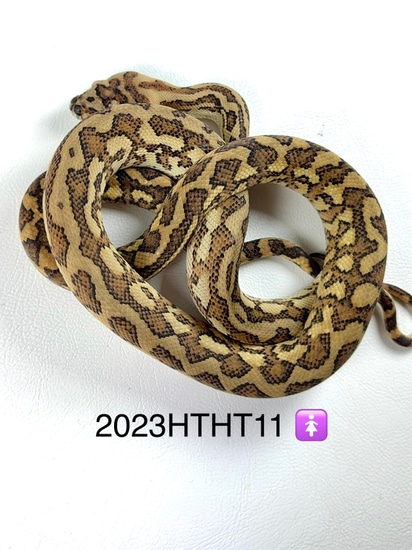 Hypomelanistic Pure Coastal Carpet Python by Kyle Harper