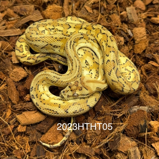 Pure Hypomelanistic Coastal Carpet Python by Kyle Harper