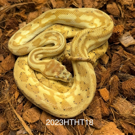 Probable Super Hypomelanistic Coastal Carpet Python by Kyle Harper