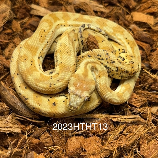 Probable Super Hypomelanistic Pure Coastal Coastal Carpet Python by ...