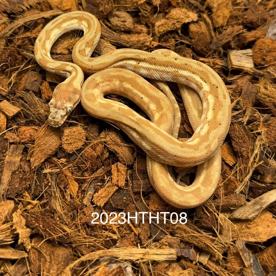 Possible Super Hypomelanistic Pure Coastal Coastal Carpet Python by ...