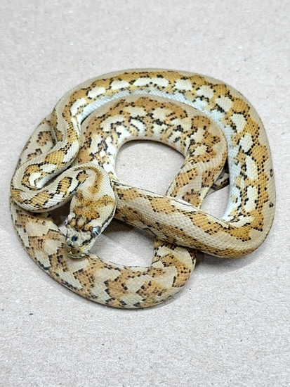 Possible Super Hypomelanistic Pure Coastal Carpet Python by Kyle Harper