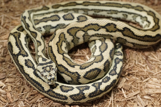 100% Het Axanthic Tiger Coastal Carpet Python by Kyle Harper