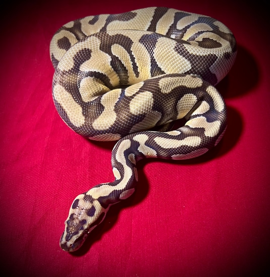 Pastel Enchi Yb Het Clown Ball Python by Boop the Snoot Exotics