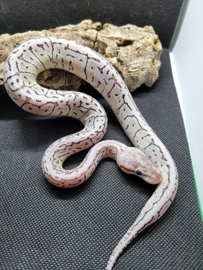 TSK Axanthic Vanilla/Fire Lemonblast Ball Python by Split-Tongue Exotics