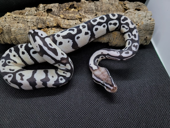 TSK Firefly Ball Python by Split-Tongue Exotics