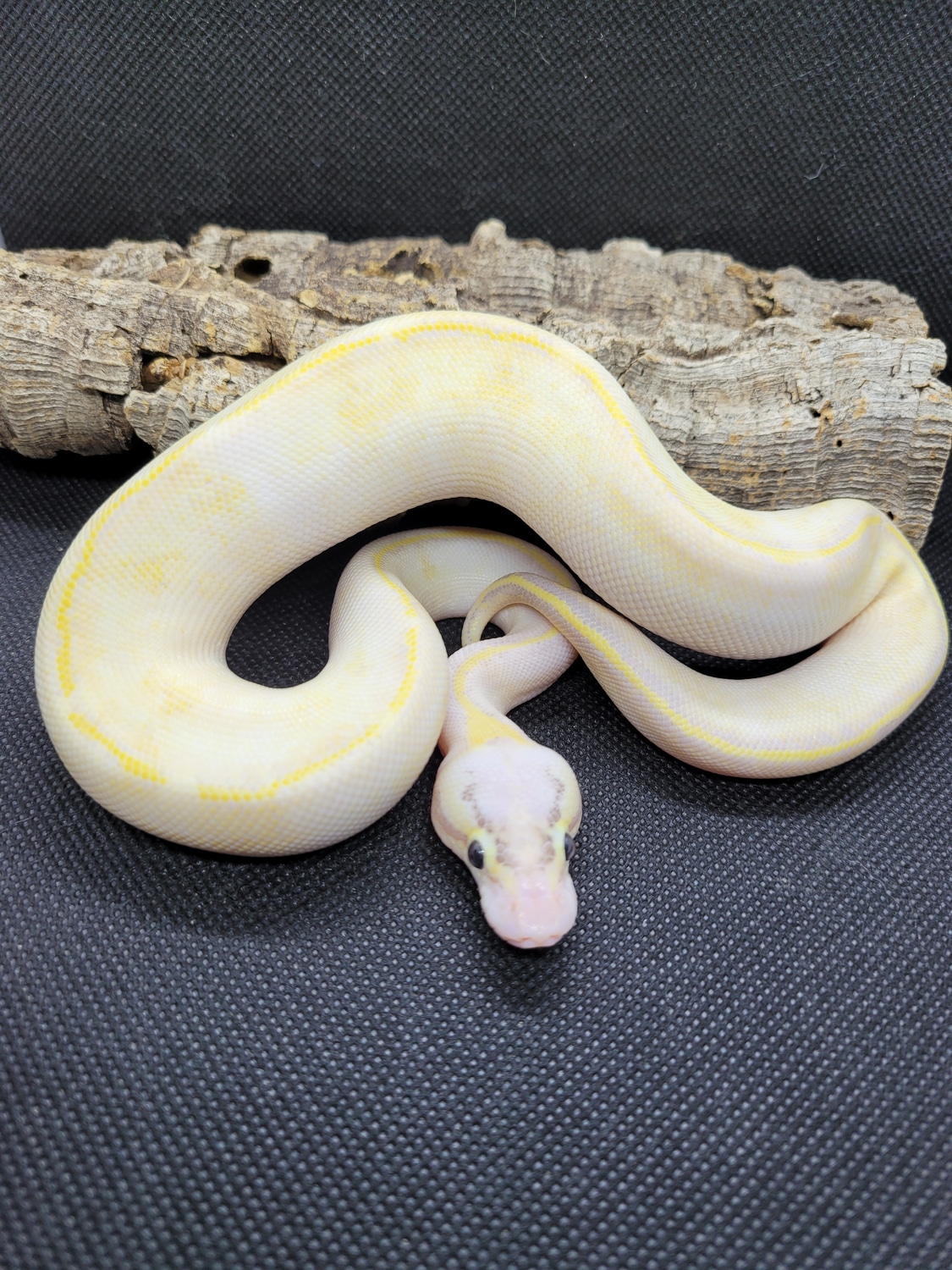 Pastel Ivory Ball Python by Split-Tongue Exotics - MorphMarket