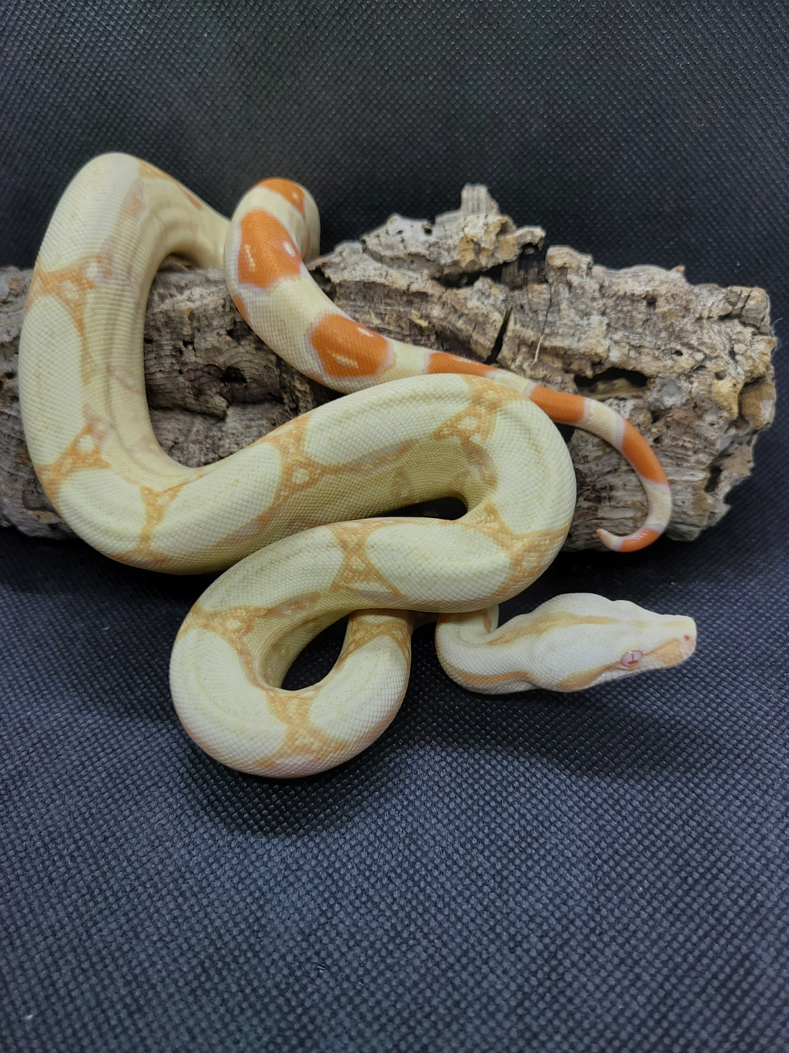 Albino (Kahl) Het Anery Boa Constrictor by Split-Tongue Exotics ...