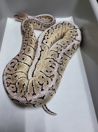 TSK Axanthic Vanilla/Fire Lemonblast Ball Python by Split-Tongue Exotics