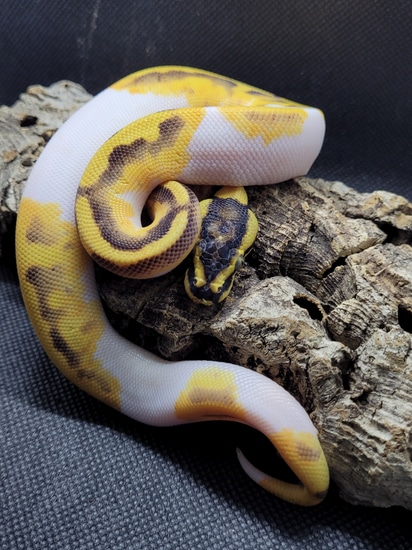 Fire Enchi Yellowbelly Calico Pied Ball Python by Split-Tongue Exotics