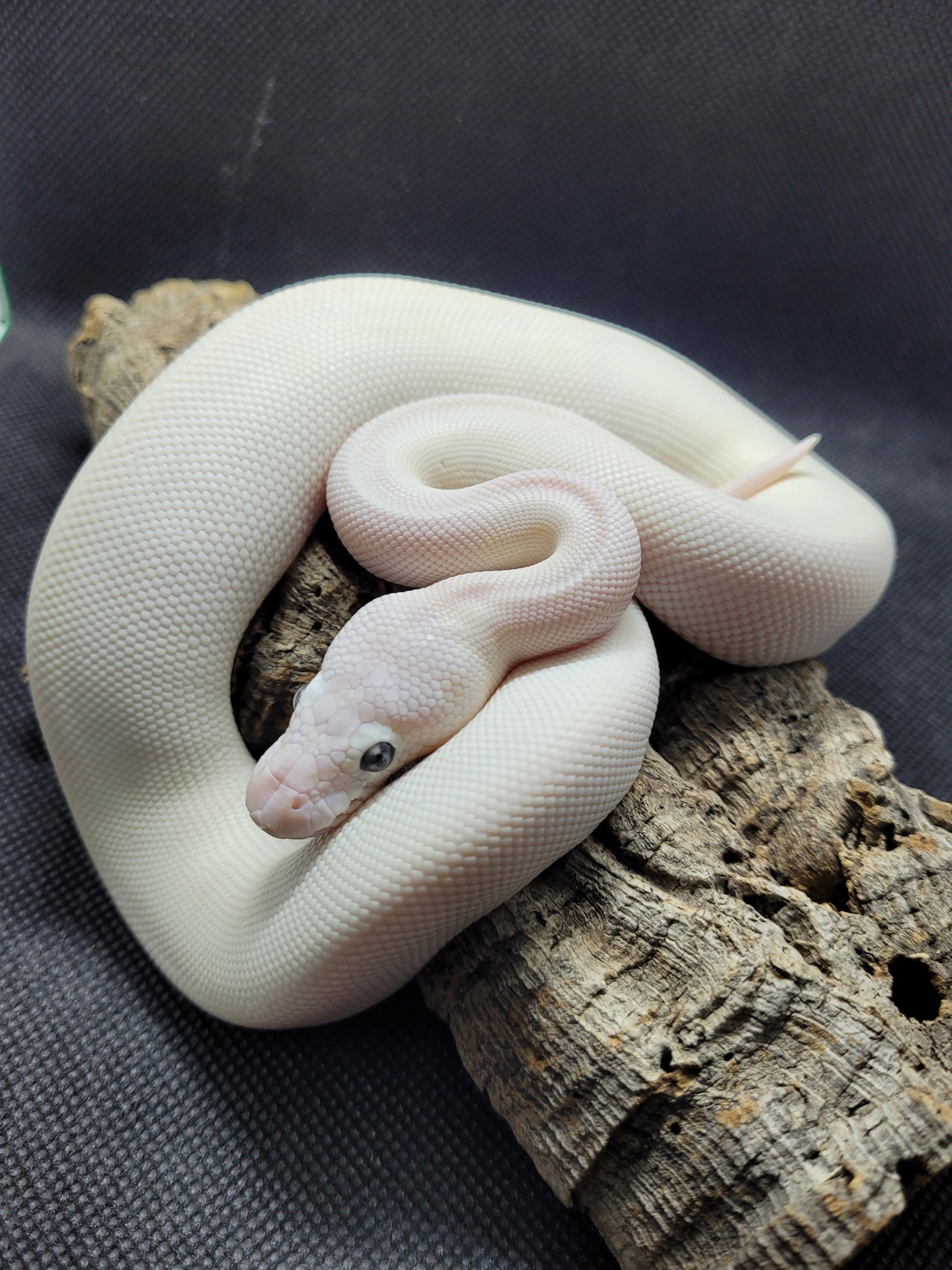 Lesser/Russo (BEL) Ball Python by Split-Tongue Exotics - MorphMarket