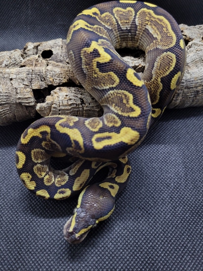 Mocha GHI Ball Python by Split-Tongue Exotics