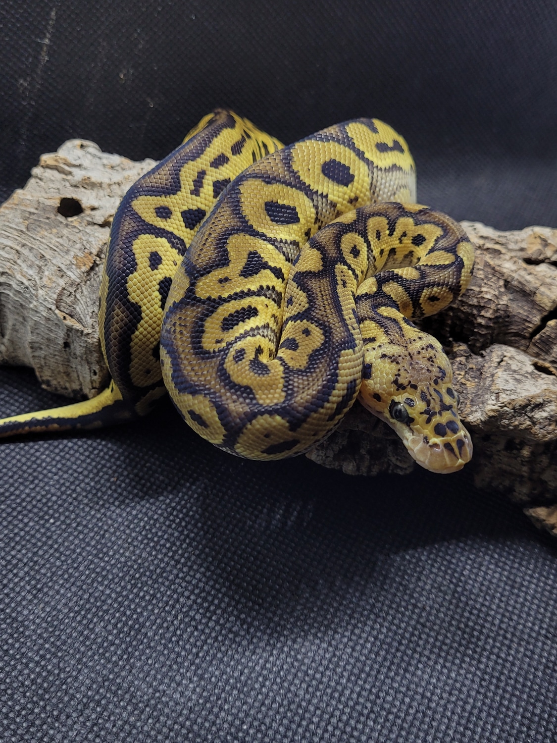 Pastel Clown Ball Python by Split-Tongue Exotics - MorphMarket
