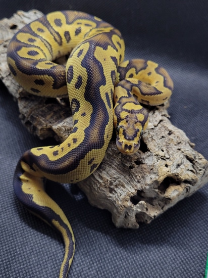 Fire Clown Ball Python by Split-Tongue Exotics